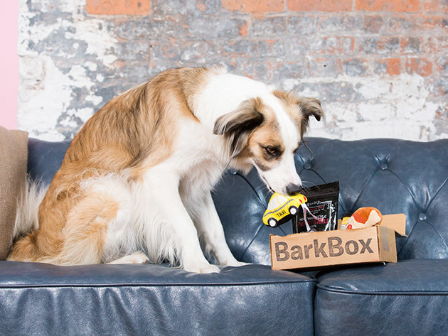 BarkBox Deal: 1-Month Free with a Paid 12-month Subscription | StackSocial